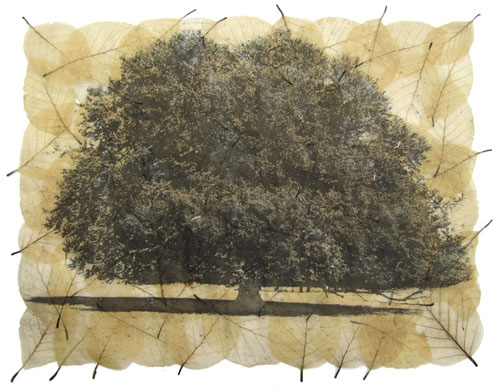 Art in Action : Janet French and Emma Buckmaster collaborative Tree Portraits’ etchings project ...